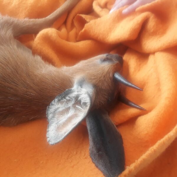 Speeding is certainly a factor in roadkill - stick to the speed limit ...