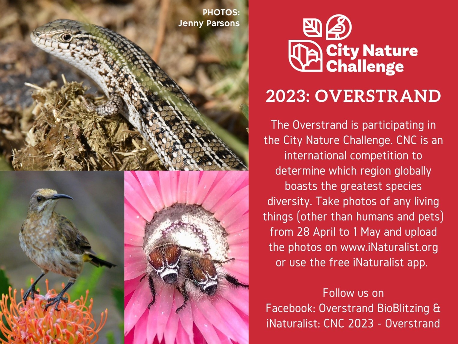 City Nature Challenge 2023 up for grabs - Overstrand Municipality