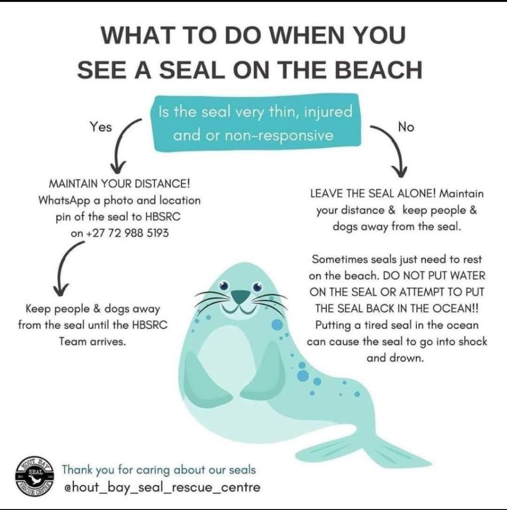 Stranded seal on the beach? Here’s what to do - Overstrand Municipality