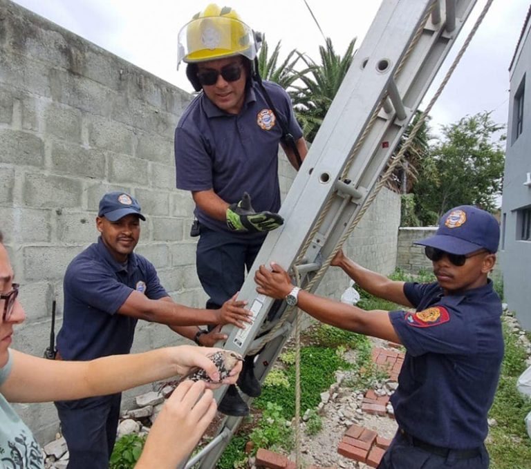 Overstrand firefighters rescued bird caught in roof - Overstrand ...
