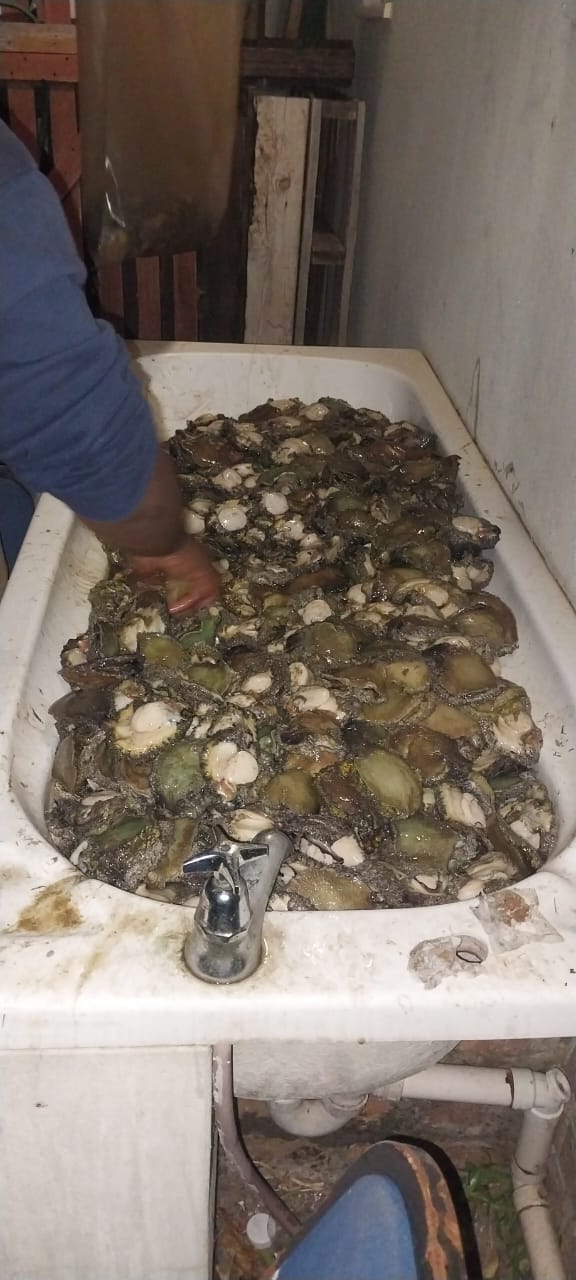 Driver Flees from Vehicle loaded with Abalone - Overstrand Municipality