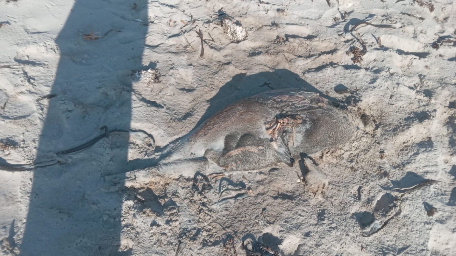 Seal rabies cases confirmed in Overstrand - Overstrand Municipality