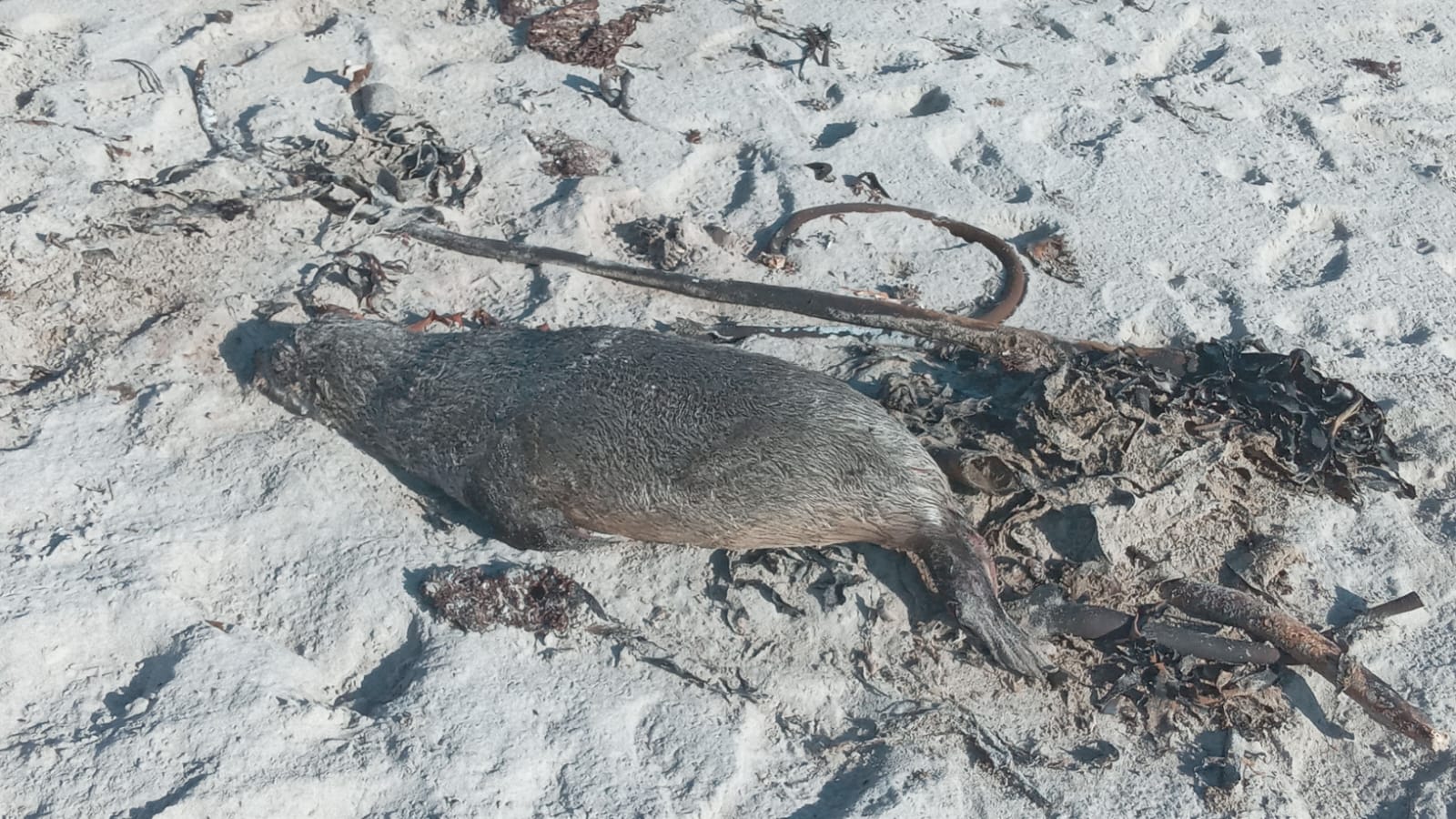Seal rabies cases confirmed in Overstrand - Overstrand Municipality