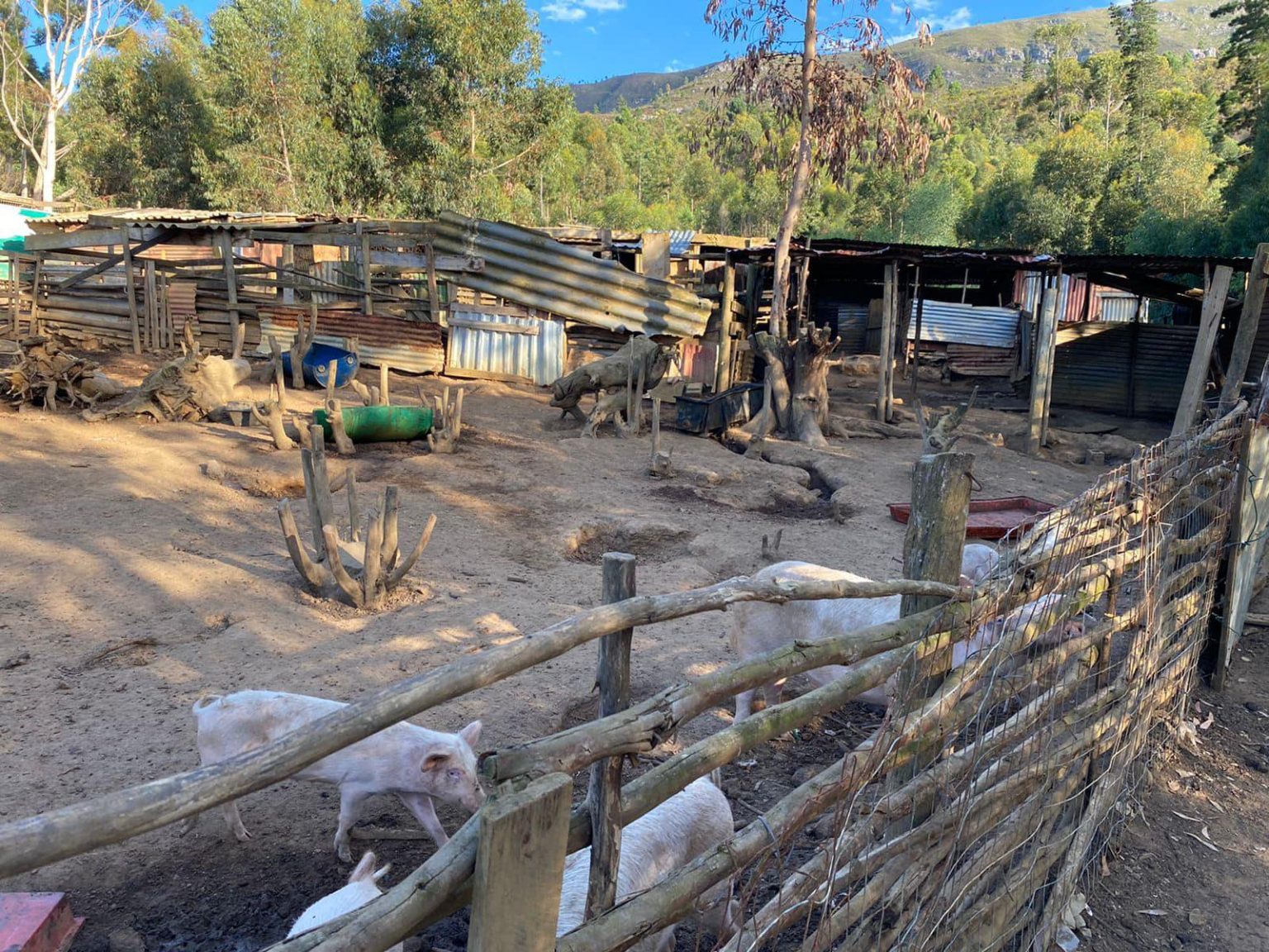 SWINE FEVER OUTBREAK: Urgent measures in place - Overstrand Municipality